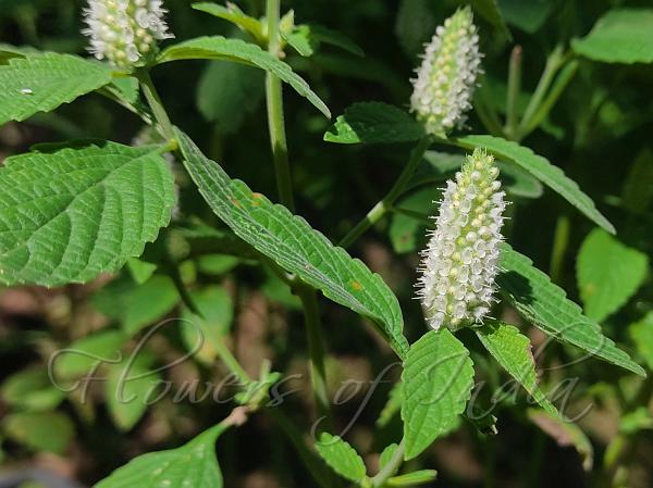 Elsholtzia Griffithii East Indian Mint